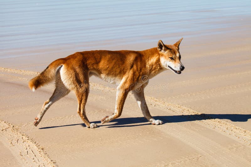 Dingo Dans L'Australie D'île De Fraser Image stock - Image du australie ...