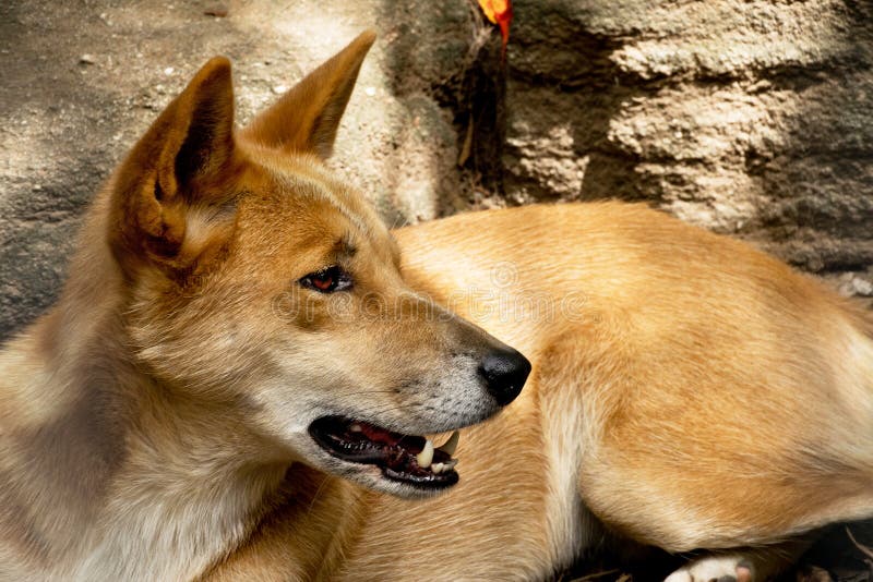 Dingo stock photo. Image of dingo, snarl, australian - 10346374