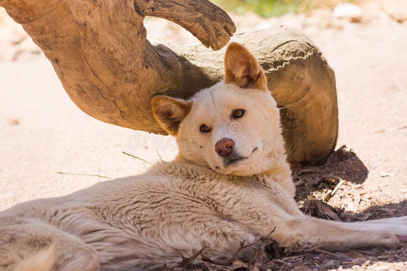 Native dingo dogs stock photo. Image of portrait, australian - 106392294