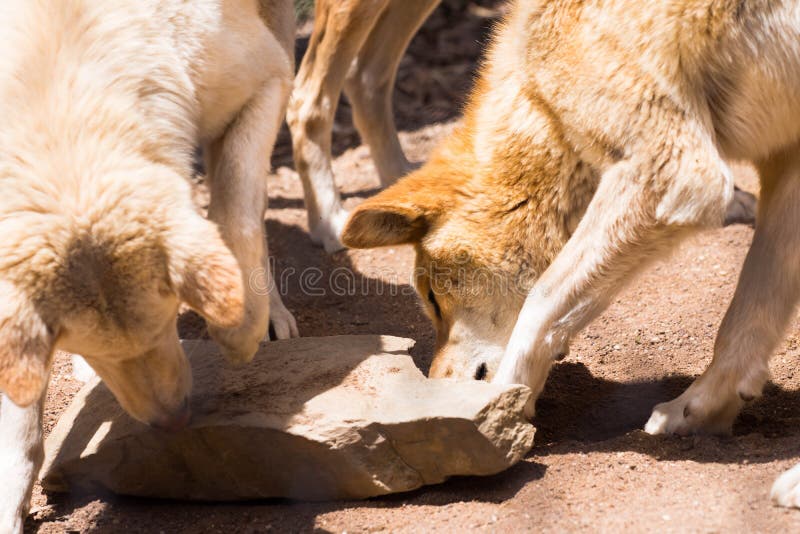 Native dingo dogs stock image. Image of conservation - 106392357