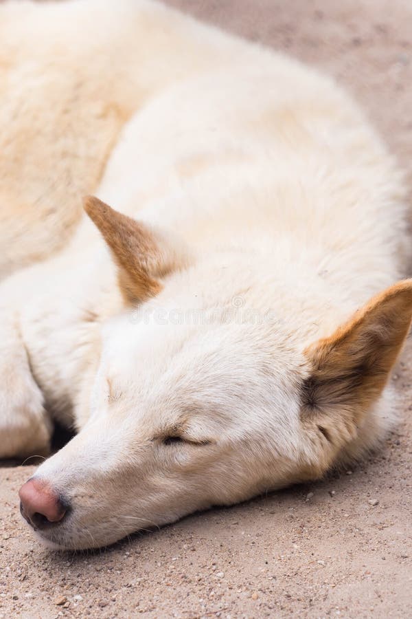 Native dingo dogs stock photo. Image of feral, ocean - 106392062