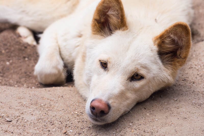 Native dingo dogs stock photo. Image of portrait, animal - 106392228