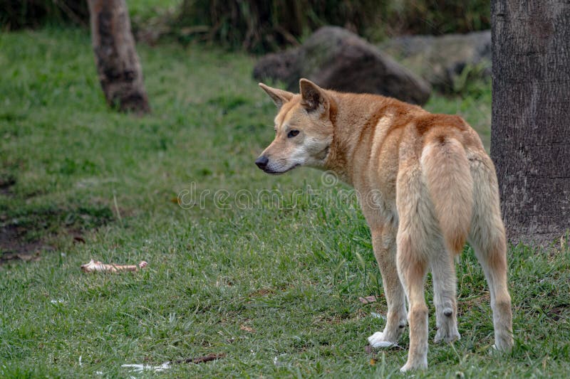 Dingo in an Enclosure, from Behind Stock Photo - Image of wild, mammal ...