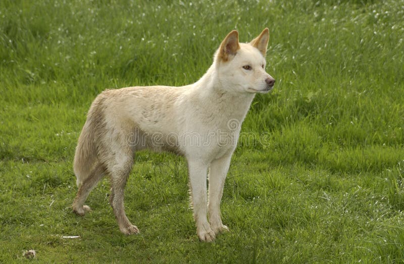 Dingo stock image. Image of outback, country, australian - 31421053