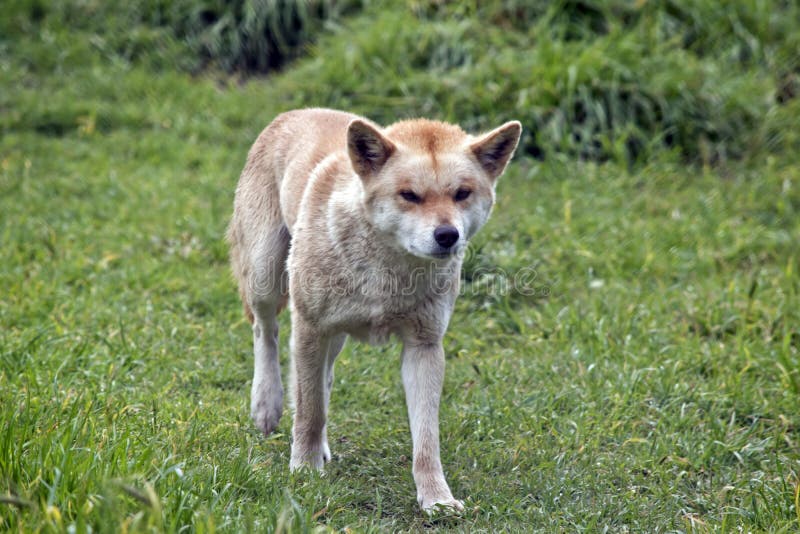 Dingo stock image. Image of eyes, golden, tail, nose - 100877297