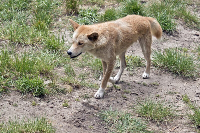 Dingo stock photo. Image of nose, dangerous, golden - 103687438