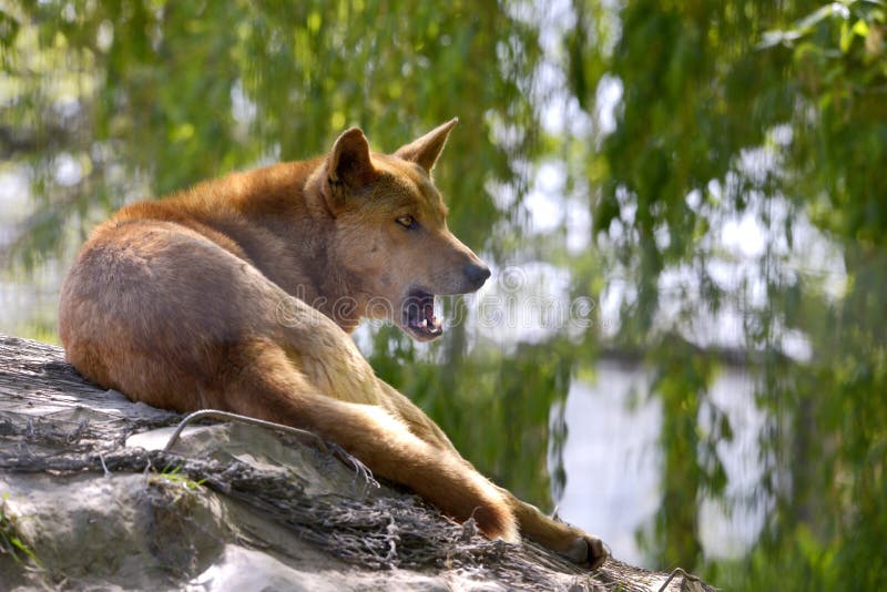 Dingo lying on rock stock image. Image of nature, canid - 100580461