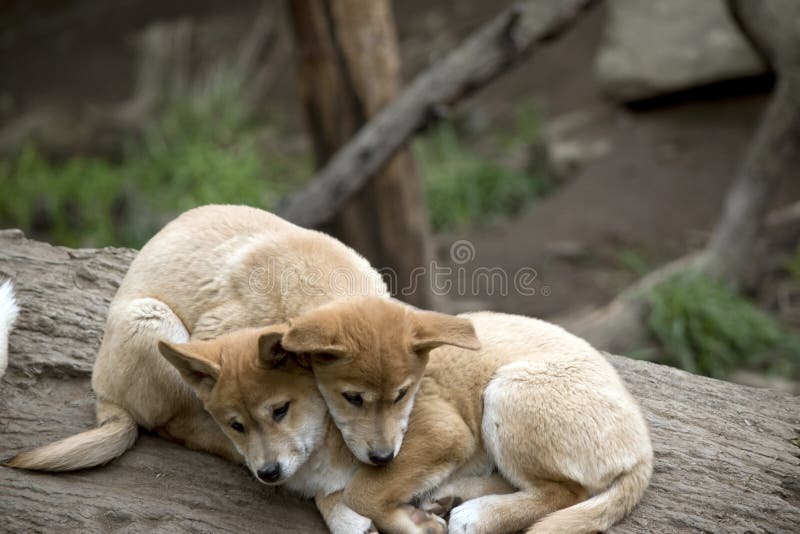 The Two Dingo Puppies are Resting Stock Photo - Image of mean ...