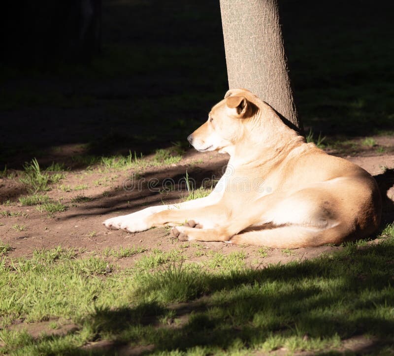 The Dingo is Resting Under a Tree Stock Photo - Image of wildlife, mean ...
