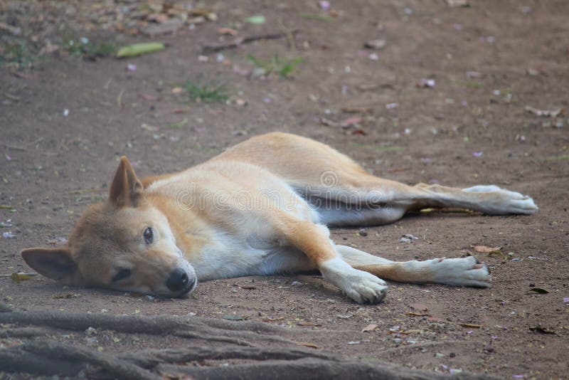 Where Do Dingoes Sleep