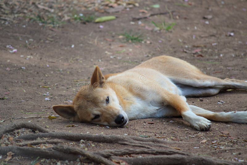 Sleeping Dingo Stock Photos - Free & Royalty-Free Stock Photos from Dreamstime
