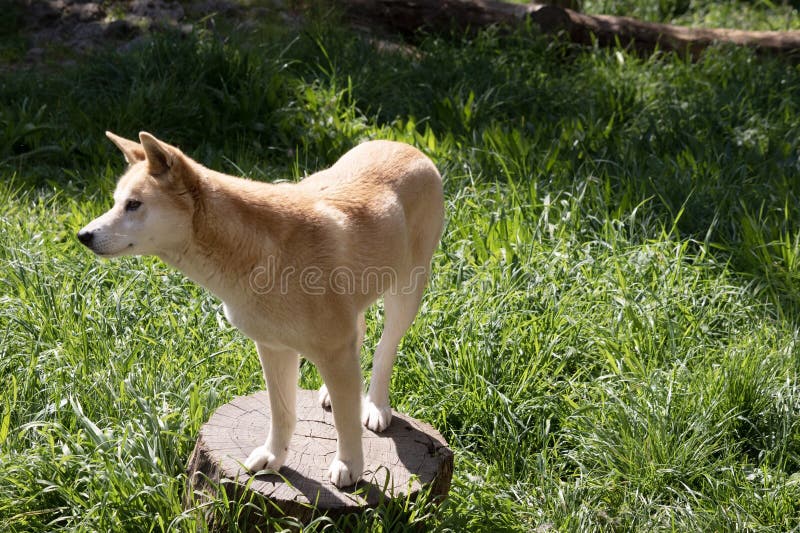 The Dingo is Standing on a Tree Log Stock Photo - Image of nose, wolf ...