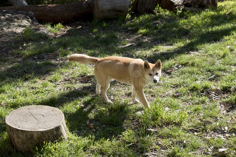 The Dingo is Walking through the Grass Stock Image - Image of animal ...