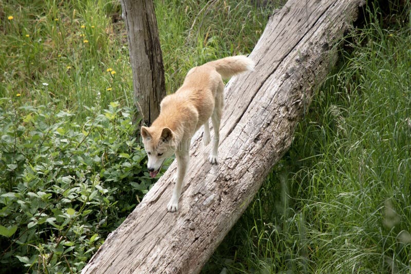 The Dingo is Walking Over a Wooden Bridge Stock Image - Image of golden ...