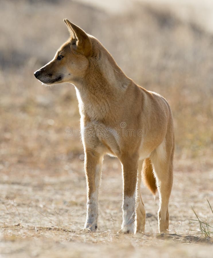 Dingo stock image. Image of outback, country, australian - 31421053