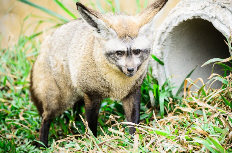 Dingo Wolf. 1 stock image. Image of forest, smile, wolf - 39150057