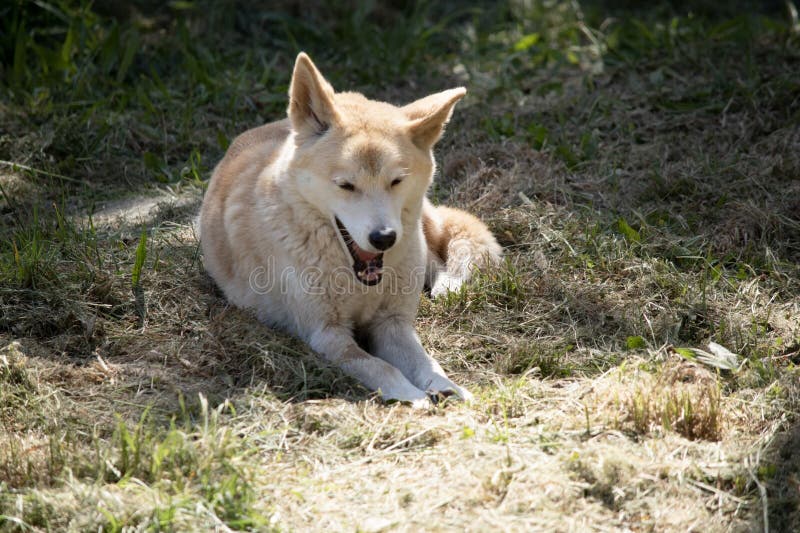 Dingo Feet Stock Photos - Free & Royalty-Free Stock Photos from Dreamstime