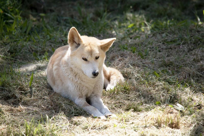 The dingo is relaxing stock photo. Image of mammal, animal - 323972526