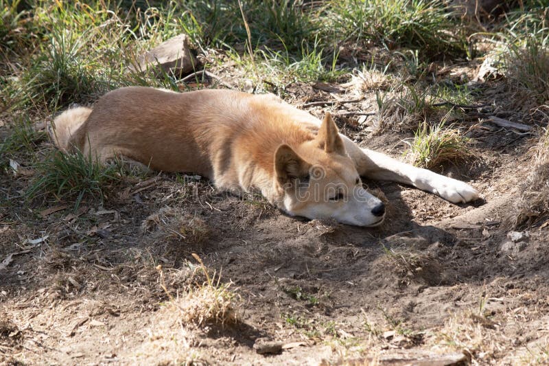 The Golden Dingo is Resting Stock Image - Image of vicious, whiskers ...