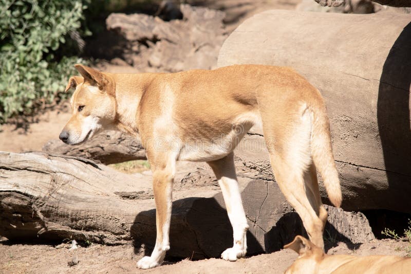 This is a Side View of a Golden Dingo Stock Photo - Image of canine ...