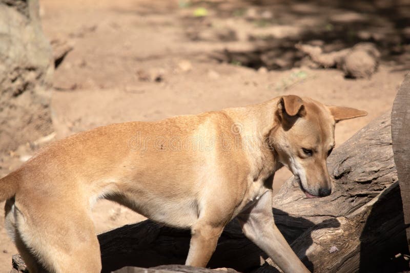 The Dingo is Looking for Food Stock Photo - Image of dingo, killers ...