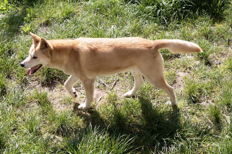 This is a Side View of a Golden Dingo Stock Image - Image of killers ...