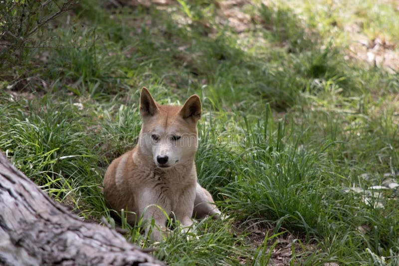 The Dingo is Resting in the Grass Stock Image - Image of animal, wild ...