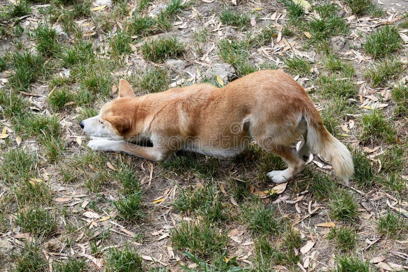 The Golden Dingo is about To Stand Up Stock Image - Image of whiskers ...