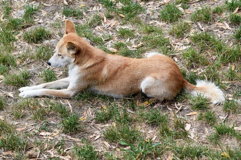 The Golden Dingo is Resting on the Lawn Stock Photo - Image of golden ...