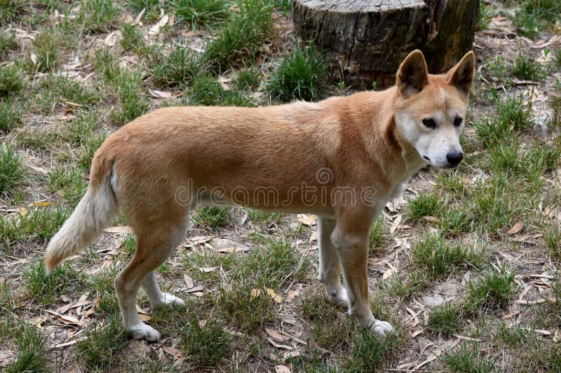 The Golden Dingo is a Wild Dog Stock Image - Image of wolf, resting ...