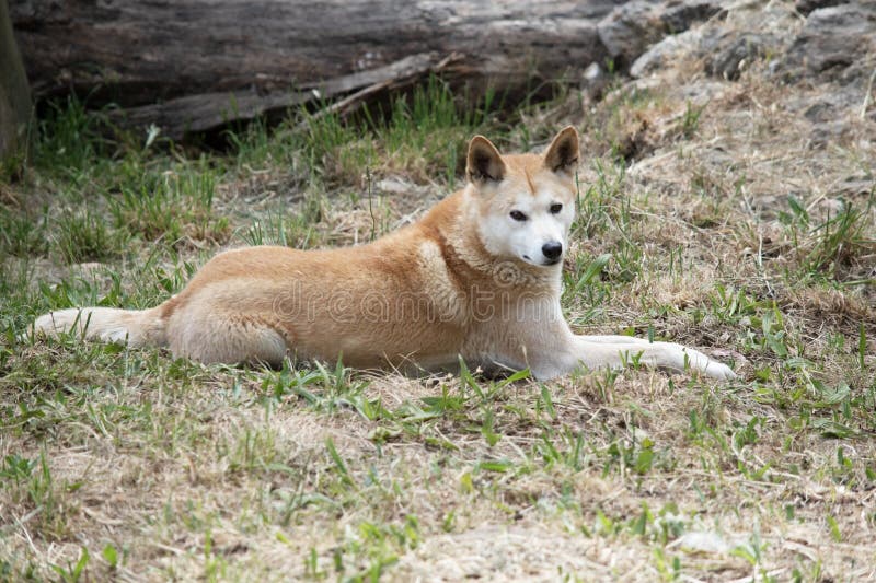 The Dingo is Resting on the Grass Stock Image - Image of australia ...