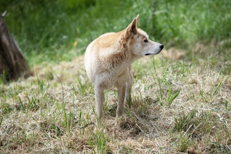 The Dingo is Checking His Surrounding Stock Photo - Image of mean ...