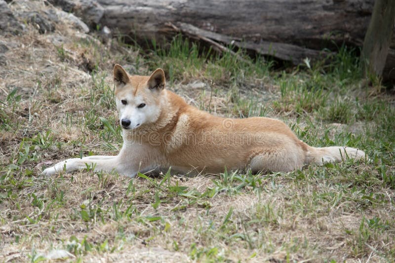 The dingo is resting stock photo. Image of white, killers - 320871566