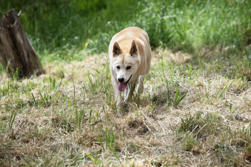 The Dingo is Walking through a Field Stock Image - Image of resting ...