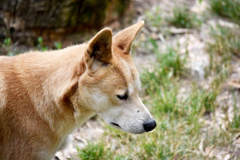 This is a Close Up of a Golden Dingo Stock Image - Image of vicious ...