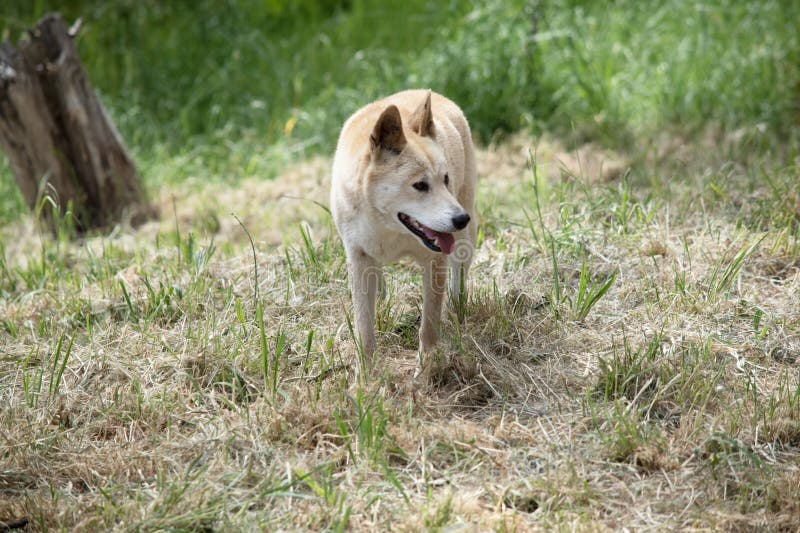 The Dingo is Walking in a Forest Stock Photo - Image of wildlife ...