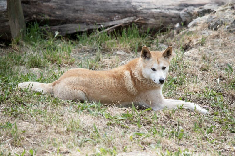 The Golden Dingo is Resting Stock Photo - Image of golden, mammal ...