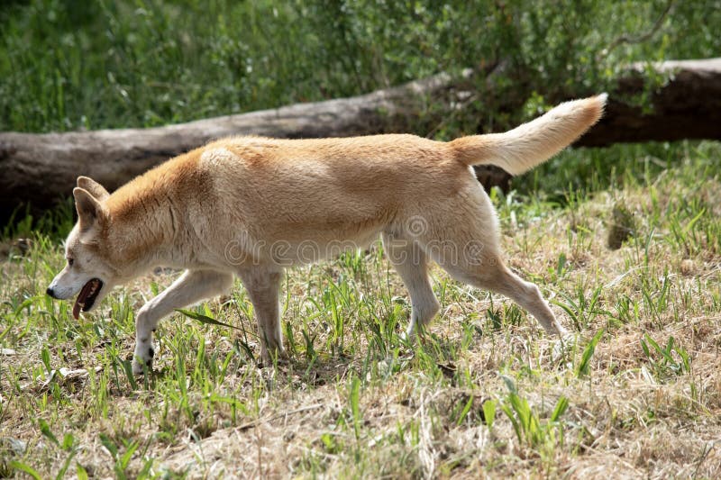 This is a Side View of a Dingo Stock Photo - Image of wildlife, killers ...