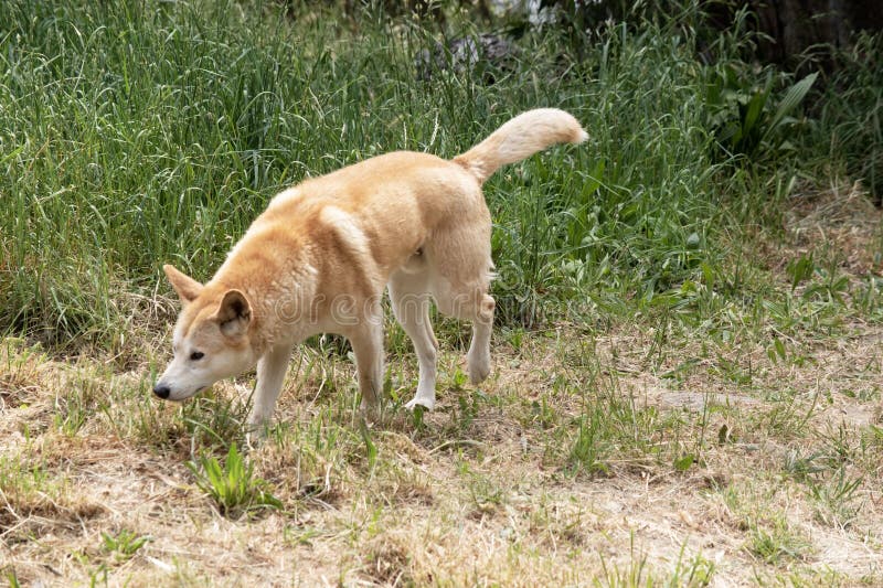 This is a Golden Dingo Walking through the Grass Stock Image - Image of ...