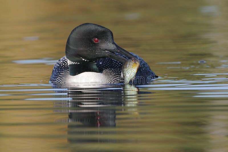 Dingue Commun Avec Un Sunfish De Pumpkinseed Dans Son Bec Photo stock ...