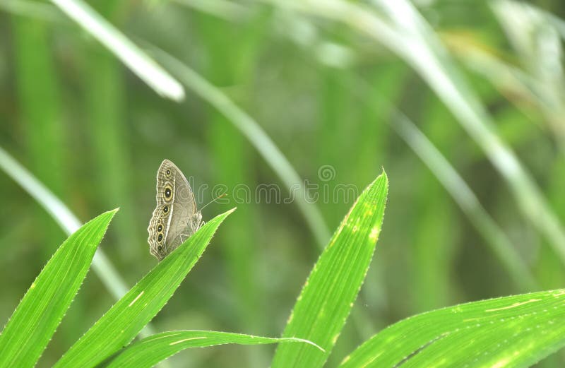 Dingy Bush Brown Stock Photos - Free & Royalty-Free Stock Photos from ...