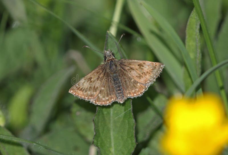 Dingy Skipper stock photo. Image of green, flight, bugs - 248795600
