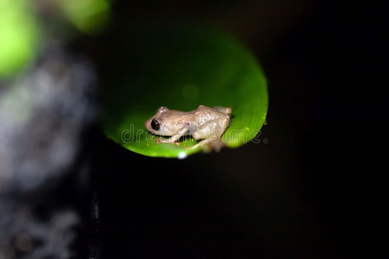 Diasporus Diastema Stock Photos - Free & Royalty-Free Stock Photos from ...