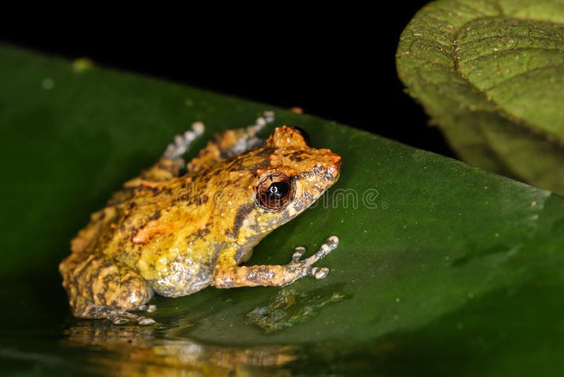 528 Dink Stock Photos - Free & Royalty-Free Stock Photos from Dreamstime