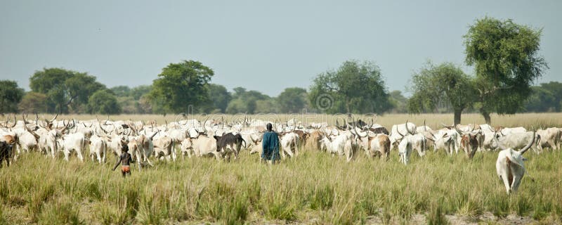 Dinka Cattle Herders, Sudan Editorial Photography - Image of tribe ...