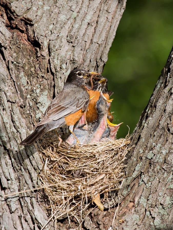 Dinner Arrives for Baby Robins Stock Photo - Image of fledge, food ...