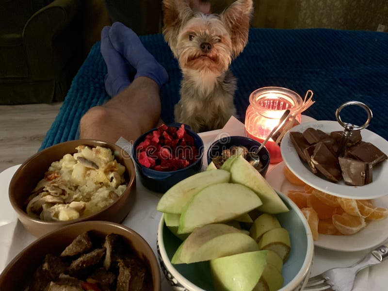 Dinner in bed and a dog stock photo. Image of notebook - 167594162
