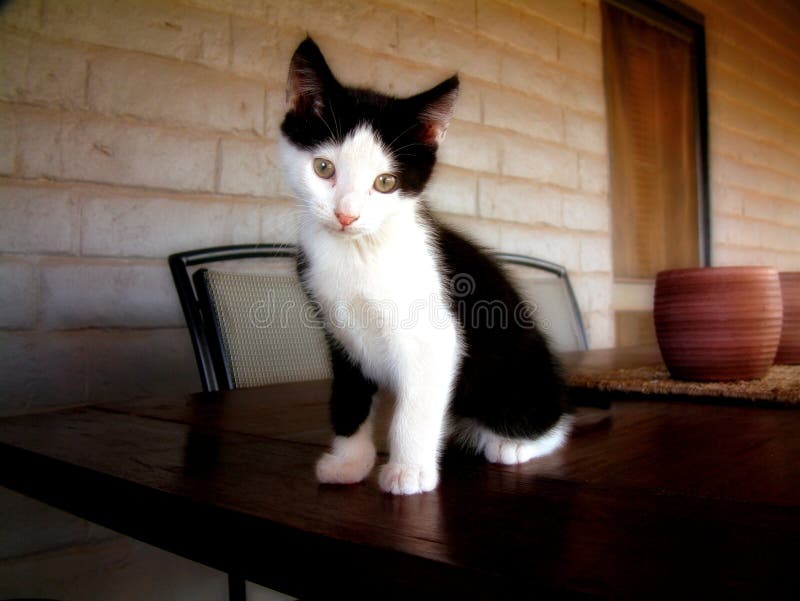 2,501 Cat Dinner Table Stock Photos - Free & Royalty-Free Stock Photos ...