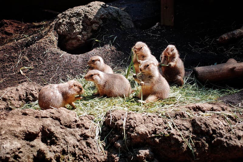 Dinner Time in the Hamsters Family Stock Photo - Image of animal, cave ...