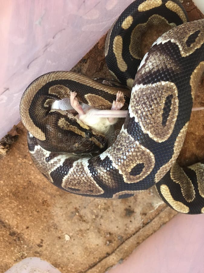 Dinner time little snake! stock image. Image of dinner - 111894893